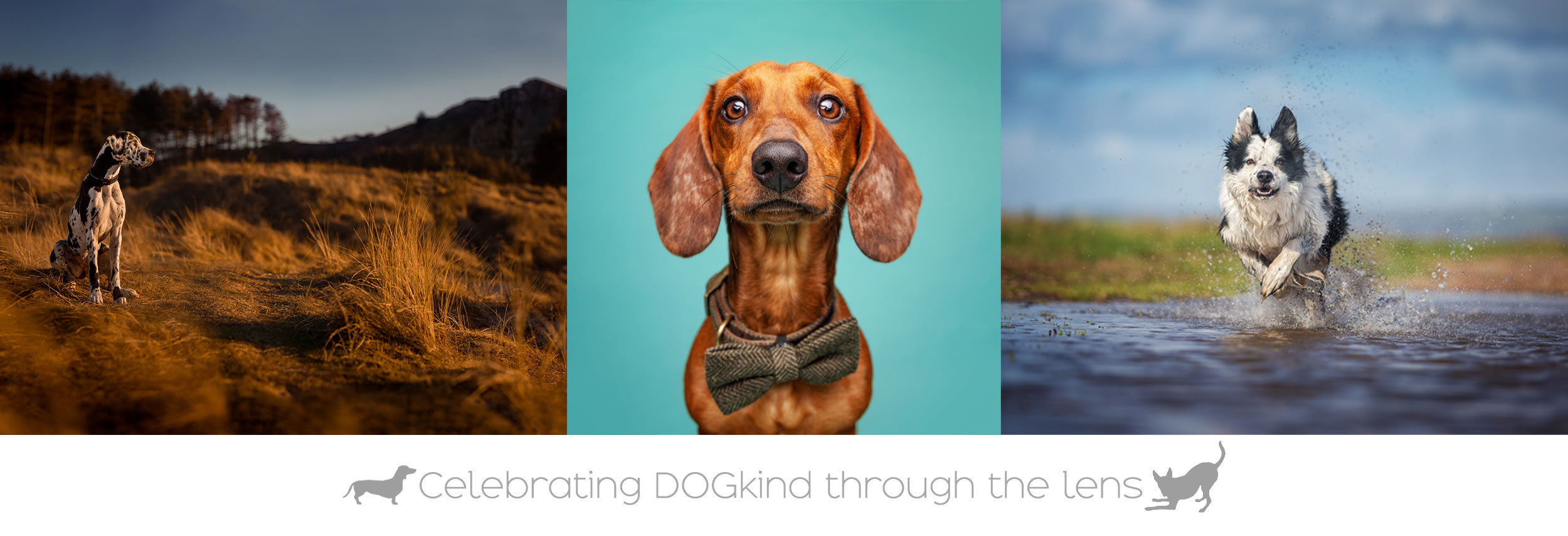 Mucky Pup Photography - We Are Your Local